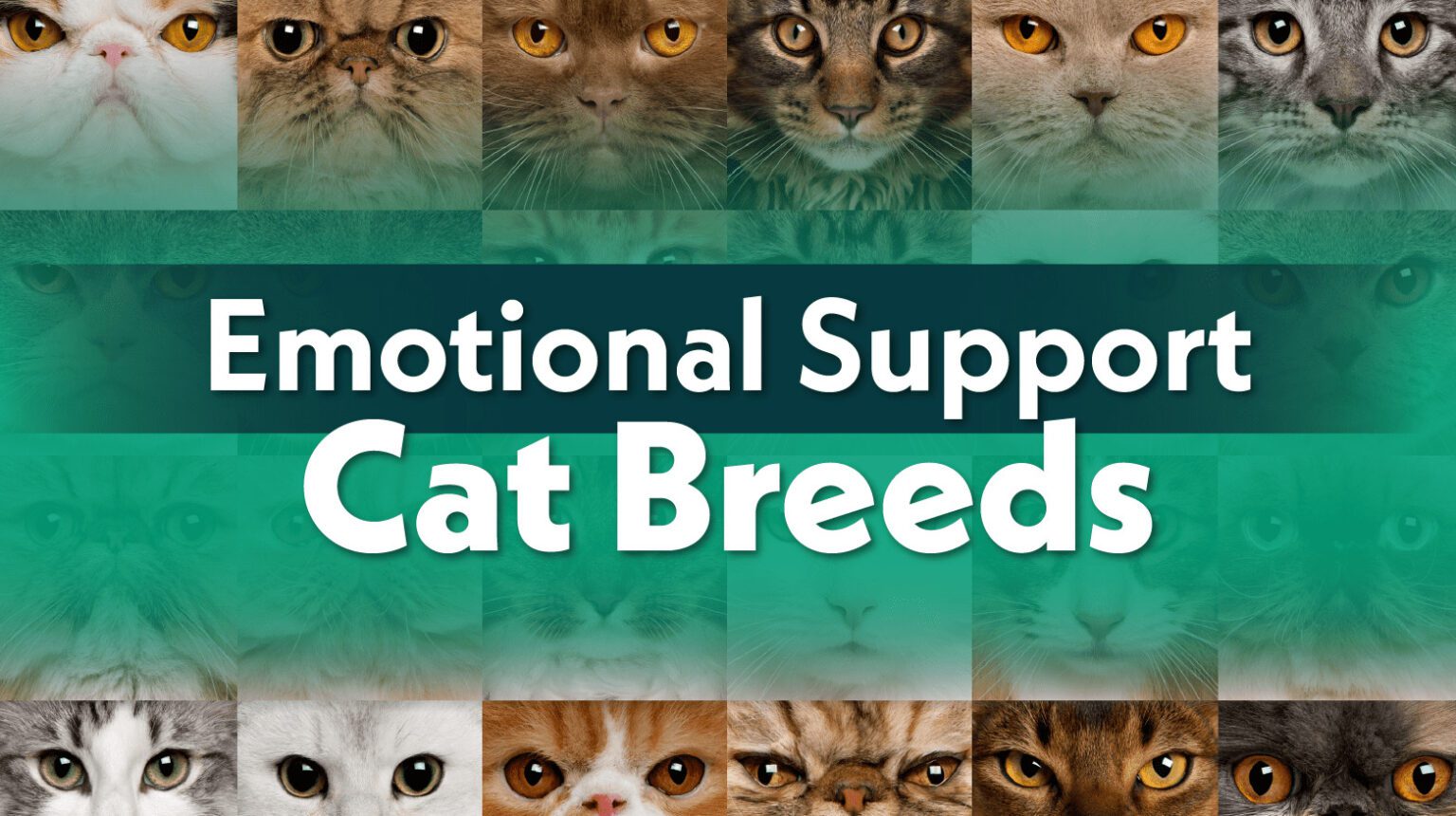 Best Emotional Support Cat Breeds | ESA Pet